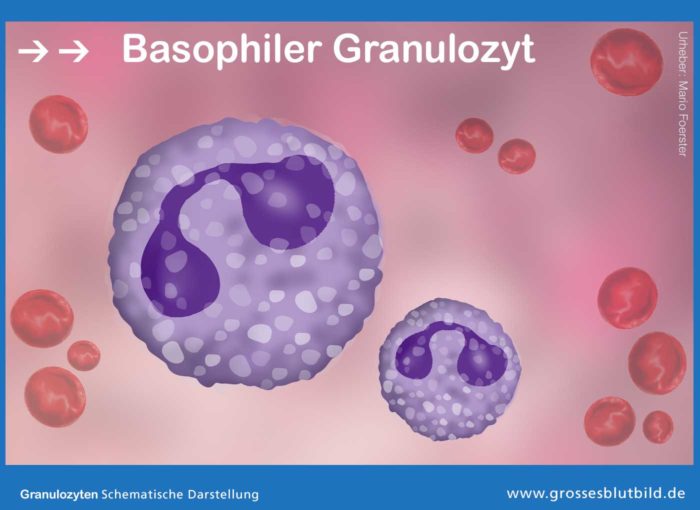 Granulozyten im Blut > Aufgaben der Granulozyten