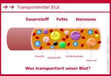 Blutplasma - Aufgaben, Funktionen und Herstellung