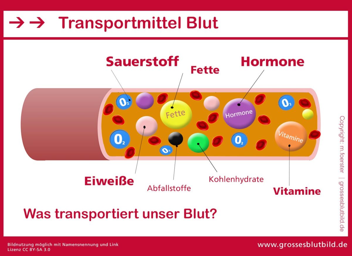 Unser Blut (Anatomie und Funktionen) » Dr. Stephan
